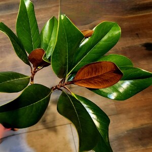 Southern Magnolia Branch Tips - Live, Fresh Clusters of Magnolia Leaves ...