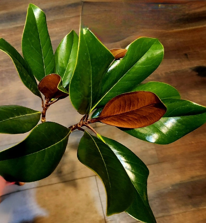 Southern Magnolia Branch Tips - Live, Fresh Clusters of Magnolia Leaves ...
