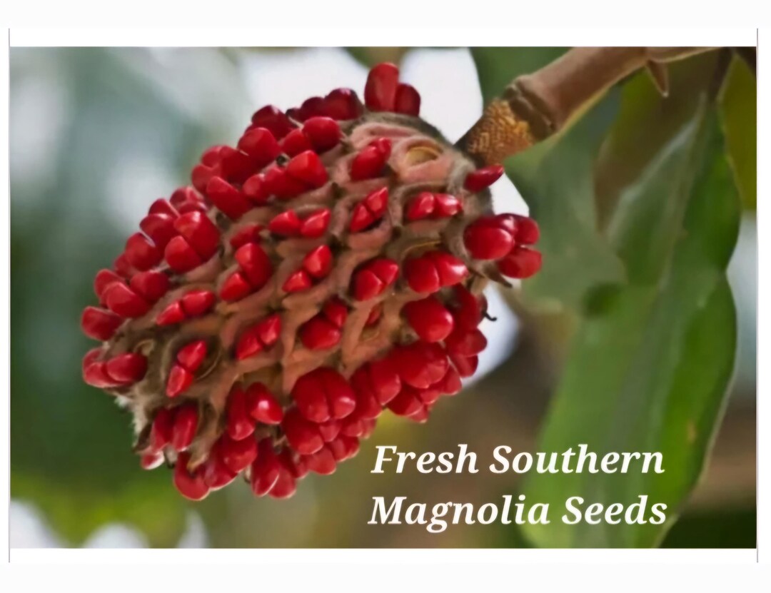 25 Southern Magnolia Seeds - New Season! Freshly Picked , Free Planting ...