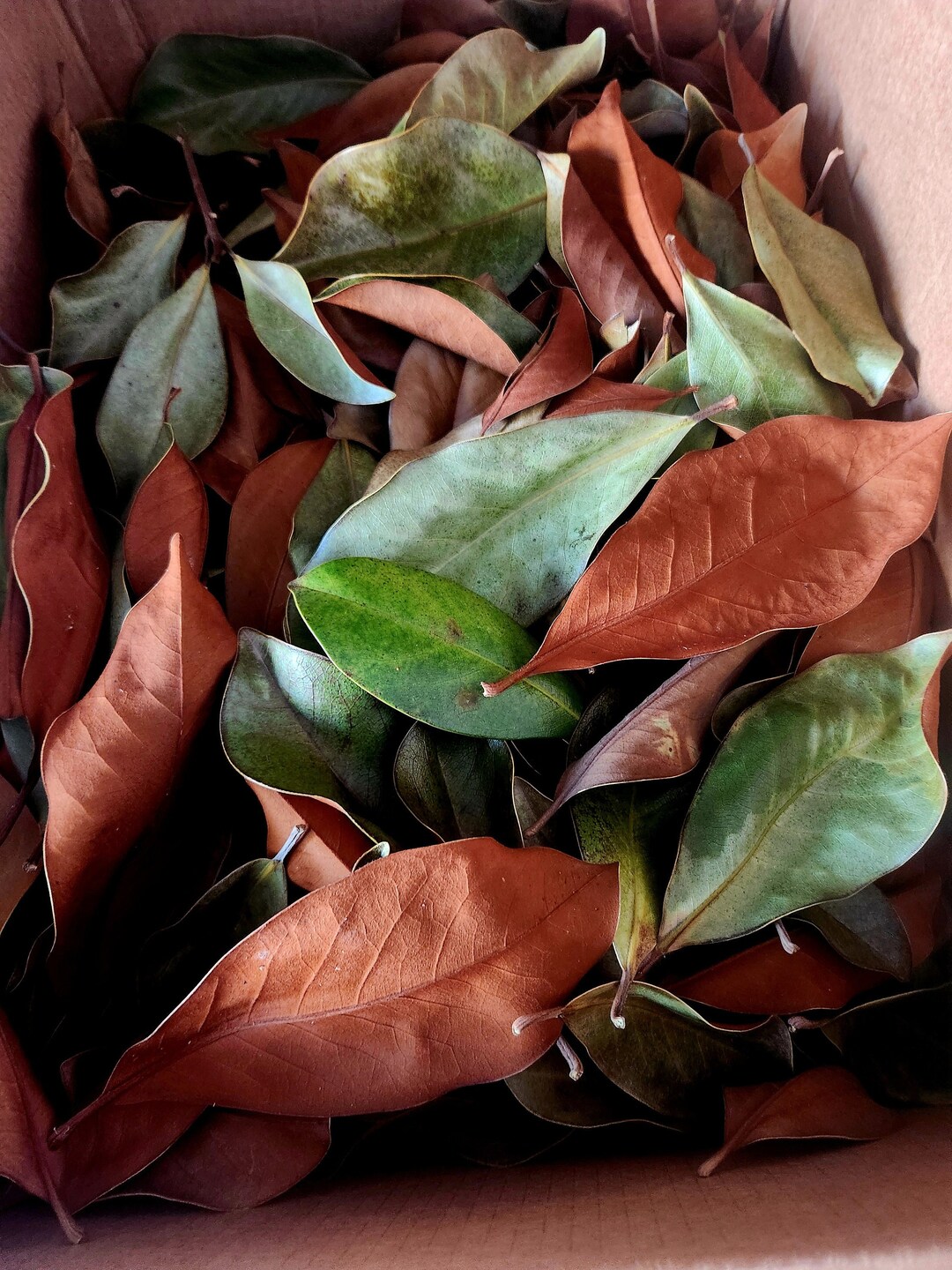 Dried Southern Magnolia Leaves - BULK OVERSTOCK SALE 50% Off, Naturally ...