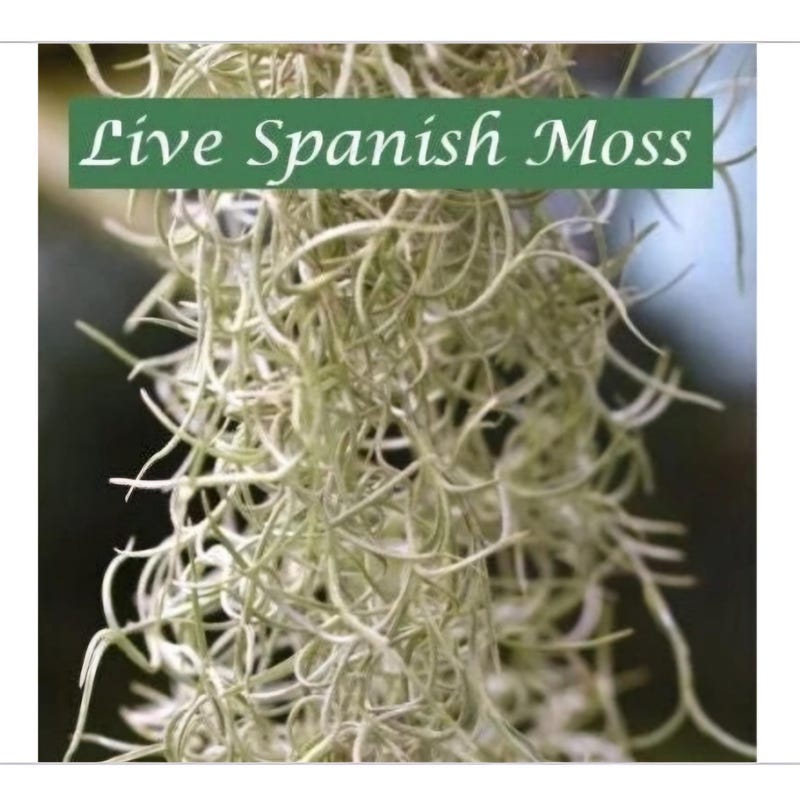 Moss Art - Etsy