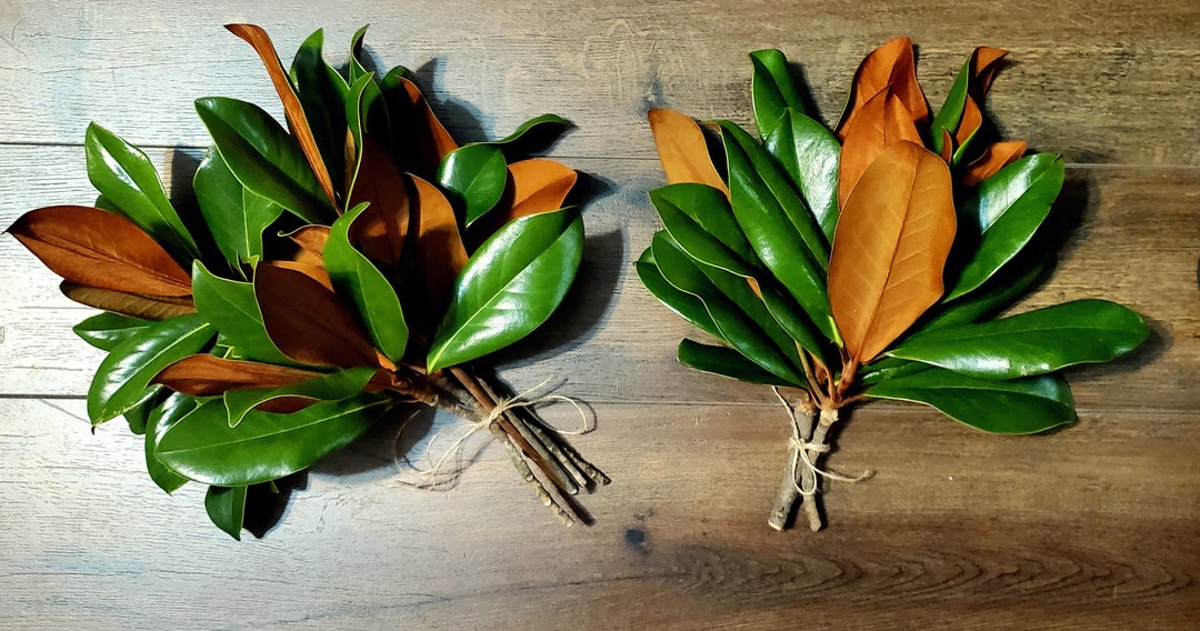 Fresh Bundle of Southern Magnolia Branches -live, Extra Large Leaves ...