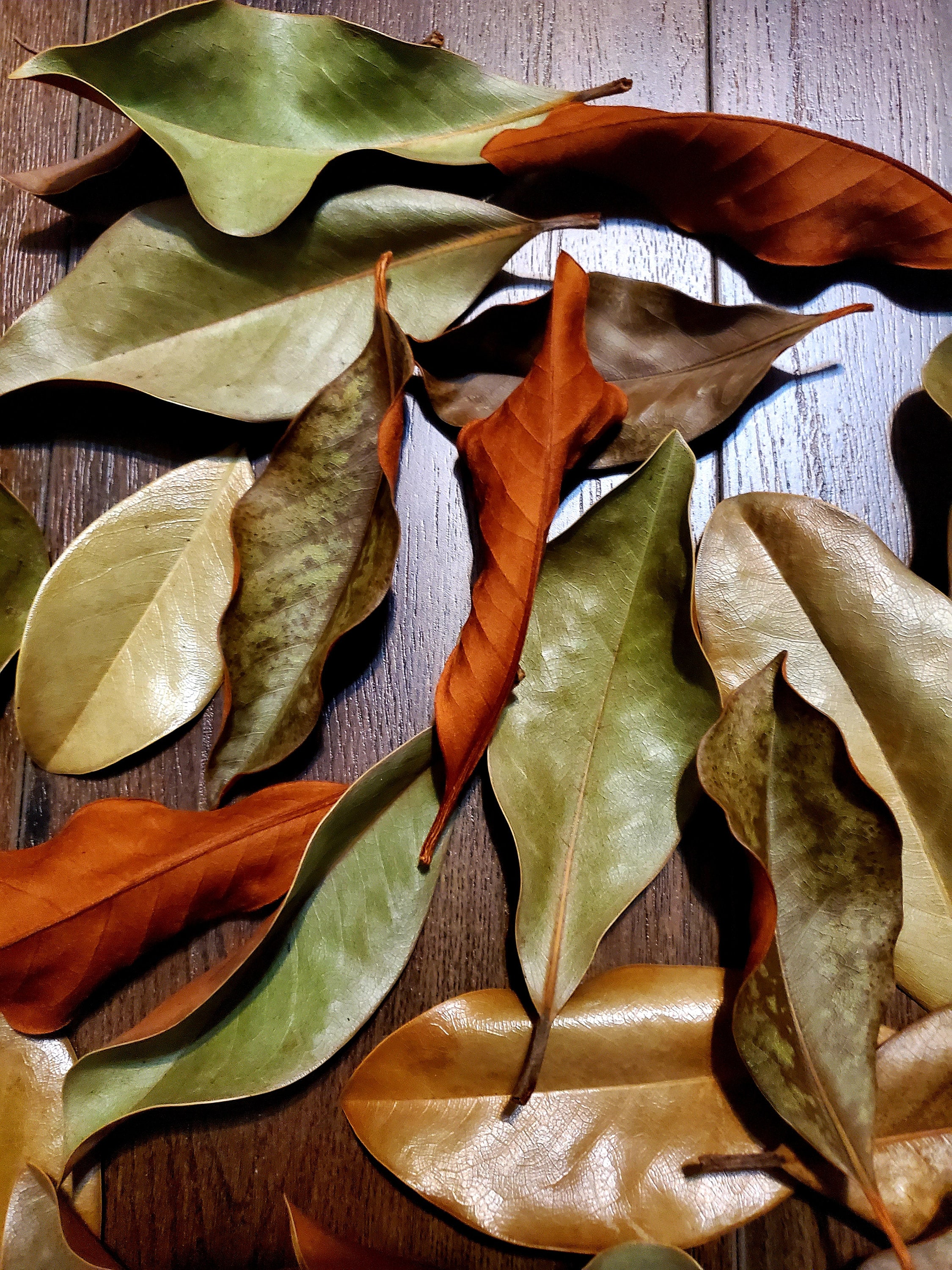 Dried Southern Magnolia Leaves Hand Picked | Etsy