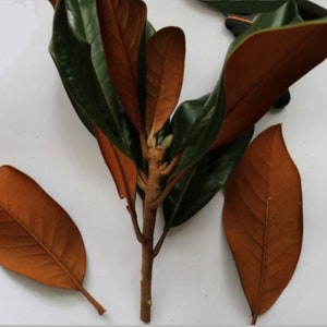 Fresh Southern Magnolia Leaves Sale 20% FREE Hand-picked - Etsy