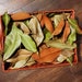 Dried Southern Magnolia Leaves BULK 50 XL Leaves, Crafts, Wreaths Vases ...
