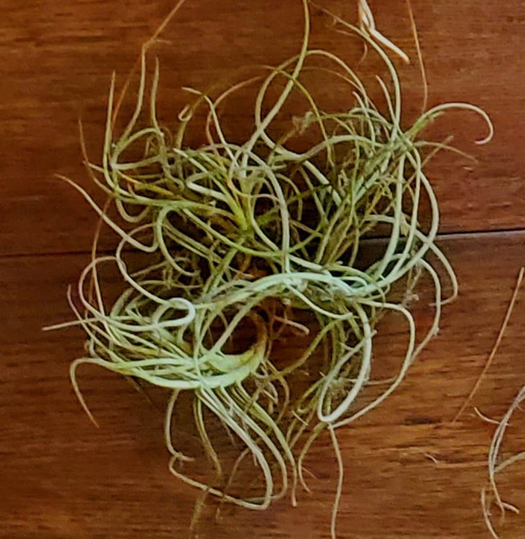Airplant- LIVE Spanish Moss Ball RARE! Tillandsia Recurvata, Fresh ...