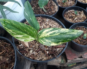 Yellow Variegated | Etsy