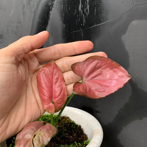 Home & Living Orm Nak Red extremely rare & hard to find Outdoor ...