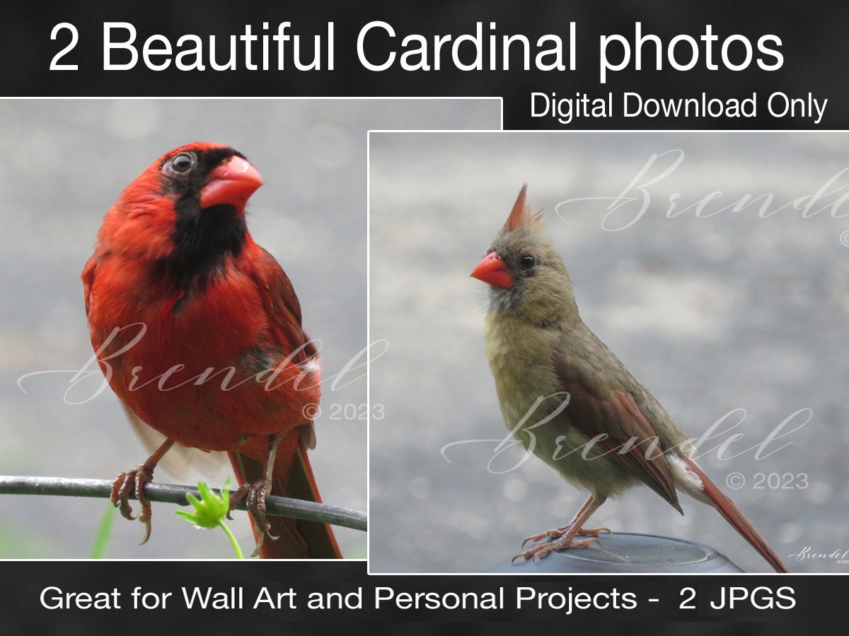 2 Cardinal Bird Photos - Digital Download Only - Etsy
