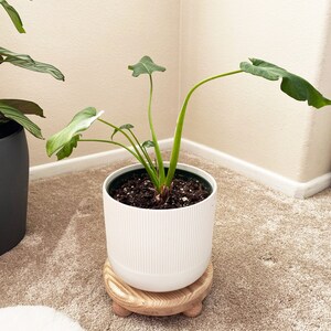 Solid Round Oak Wood Plant Stand Display Stand Mini Stool - Etsy