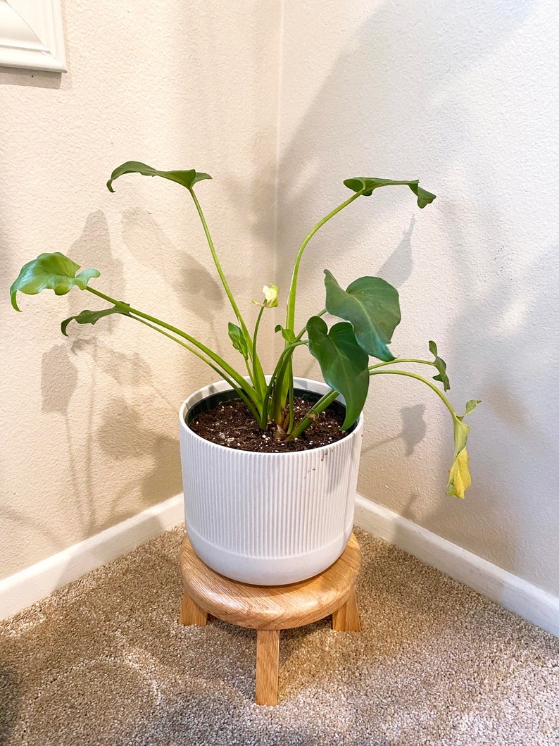 Solid Round Oak Wood Plant Stand Display Stand Mini Stool - Etsy