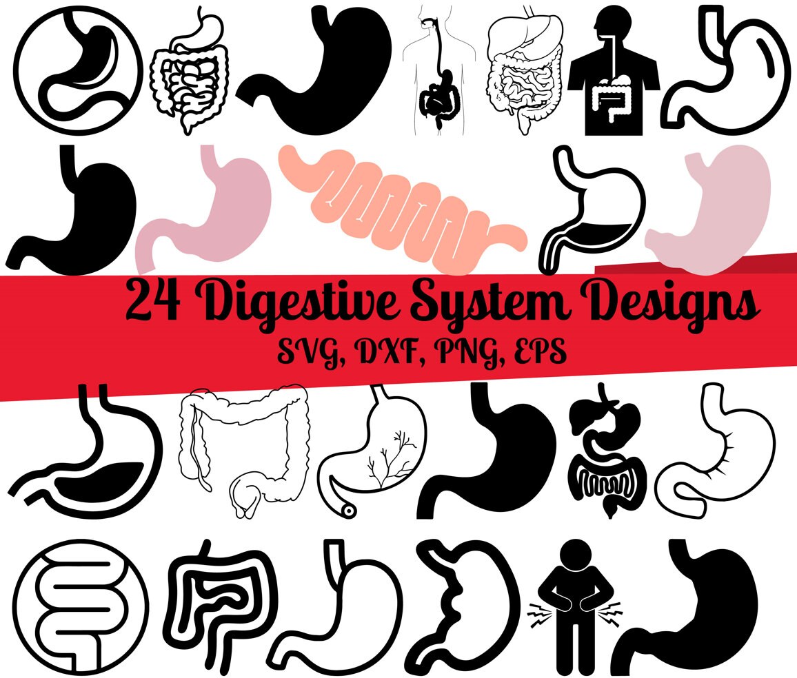 24 Digestive System SVG Bundle Stomach Svg Intestine Svg - Etsy Canada