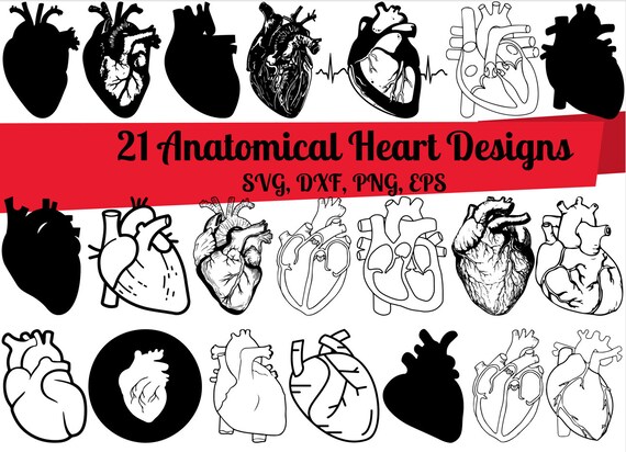 21 Anatomical Heart SVG Bundle Heart Svg Cardiac Svg Human - Etsy Canada