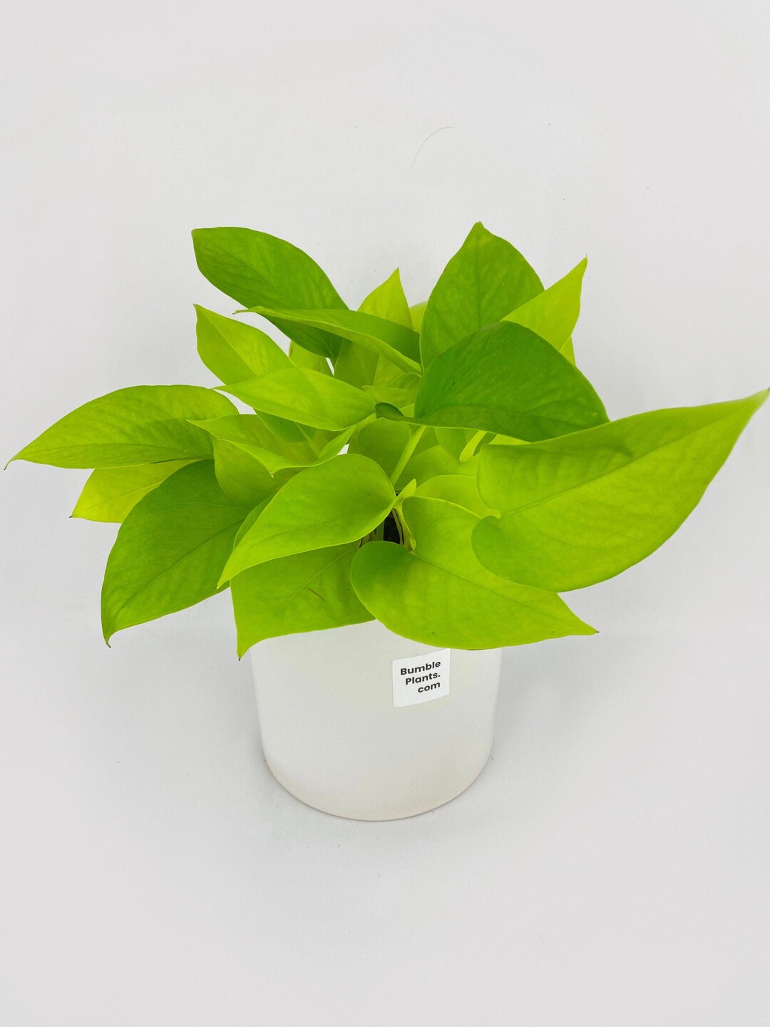Neon Lemon Lime Pothos - Etsy