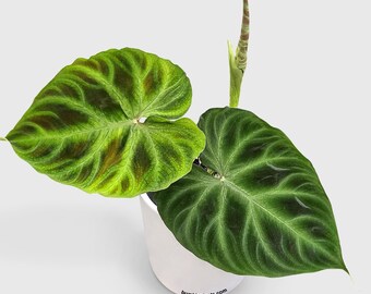 Philodendron Verrucosum Drawing Print - Etsy