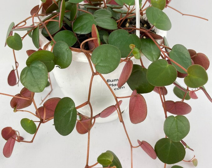 Peperomia Ruby Cascade - Etsy