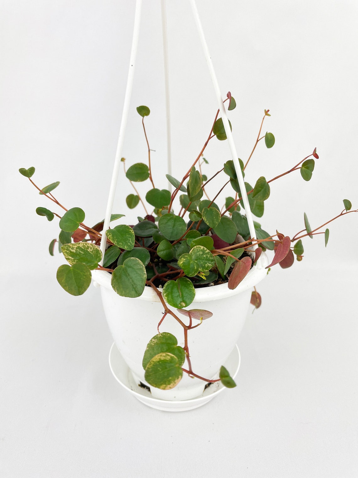 Peperomia Ruby Cascade - Etsy