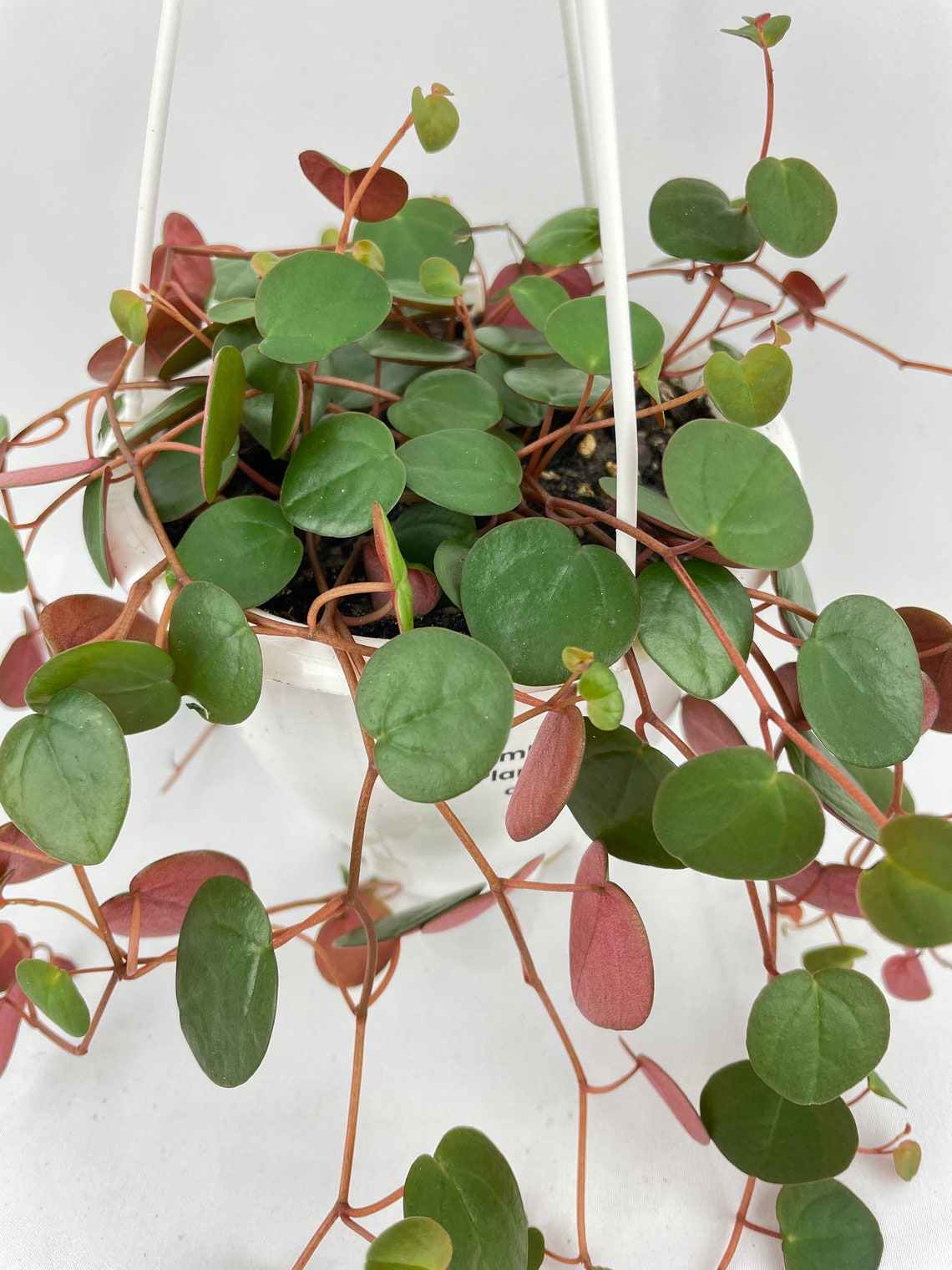 Peperomia Ruby Cascade | Etsy