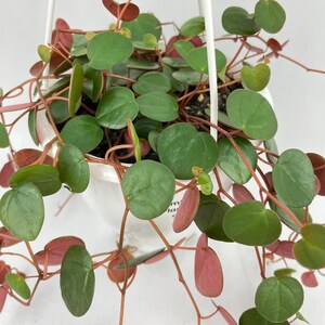 Peperomia Ruby Cascade | Etsy