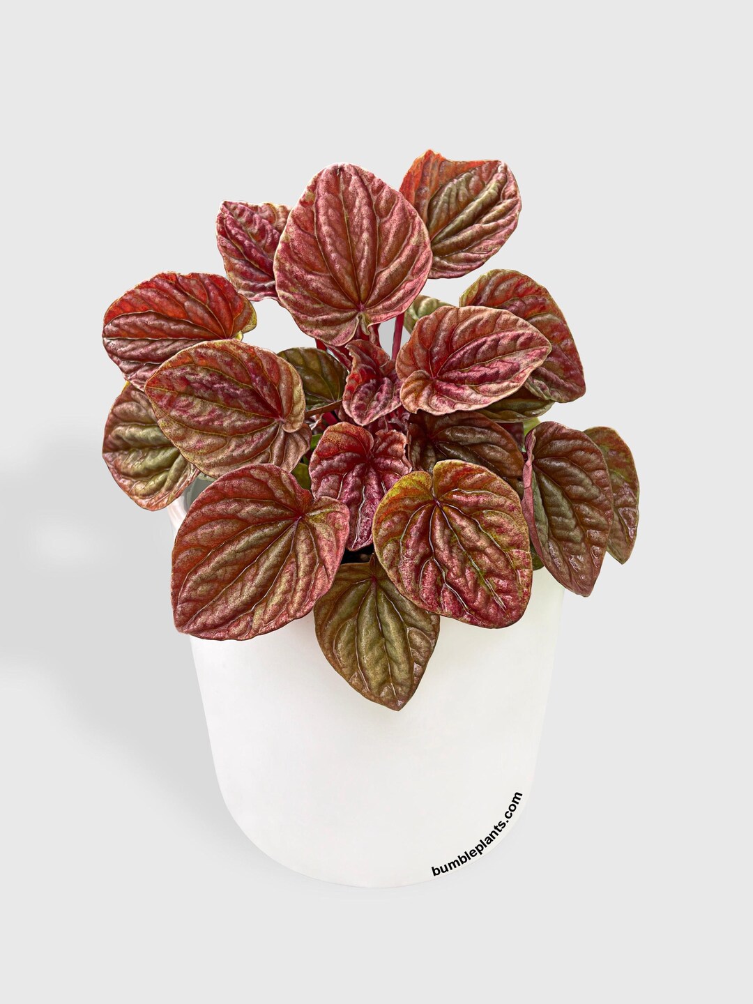Peperomia Caperata Quito - Etsy