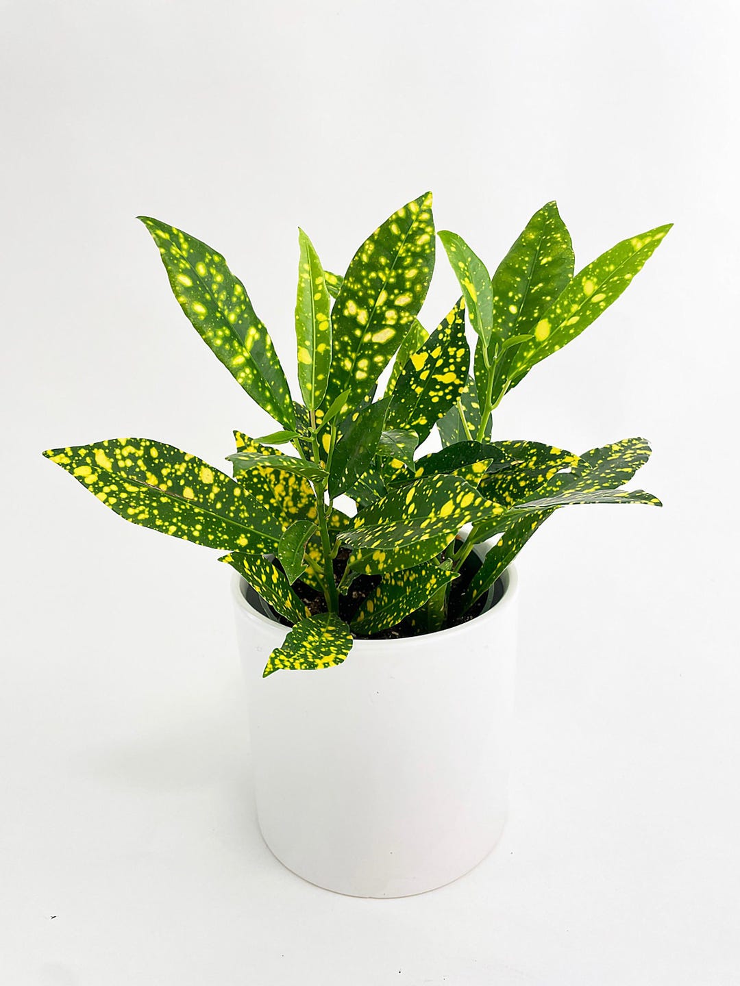 Codiaeum 'gold Star Dust' Croton - Etsy