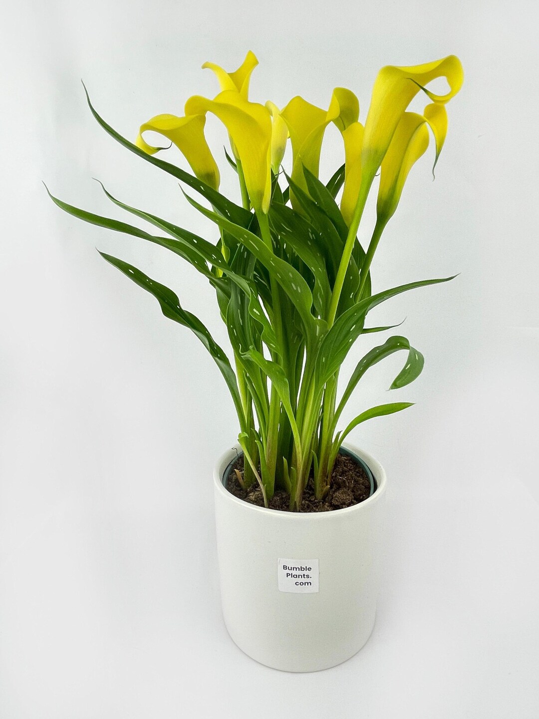 Cally Lily Flowers - Etsy