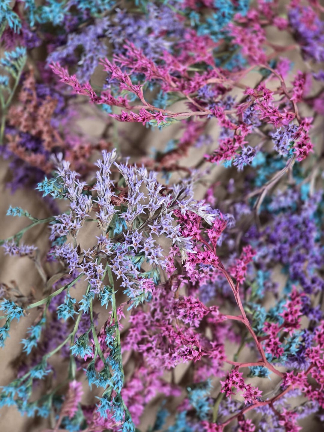 Dried German Statice Stems: Vibrant Mixed Colors, Floral Craft Filler ...