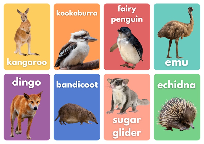 Australian Animals Printable Flashcards - Etsy