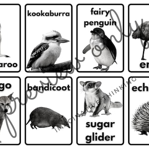 Australian Animals Printable Flashcards - Etsy
