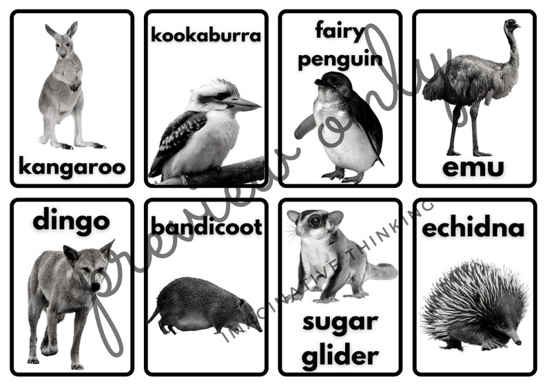 Australian Animals Printable Flashcards - Etsy