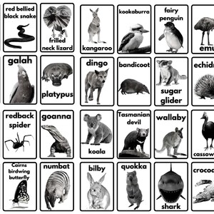 Australian Animals Printable Flashcards - Etsy