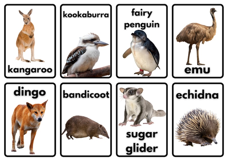Australian Animals Printable Flashcards - Etsy