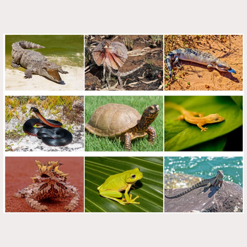 Australian Reptiles Playdough Mats Printable Sensory Activity Fine ...