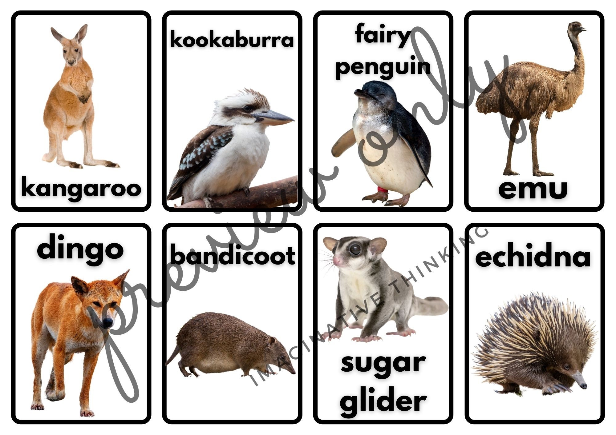 Australian Animals Printable Flashcards - Etsy