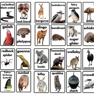 Australian Animals Printable Flashcards - Etsy