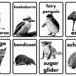 Australian Animals Printable Flashcards - Etsy