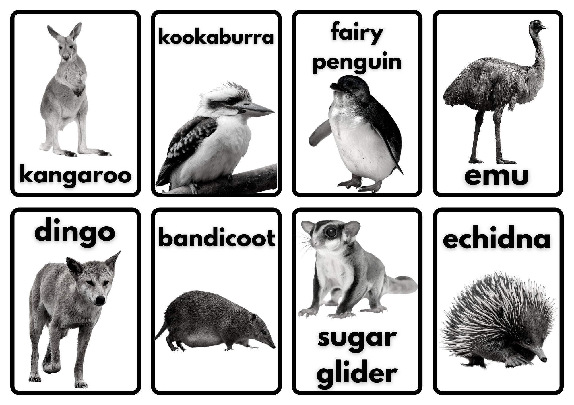 Australian Animals Printable Flashcards - Etsy
