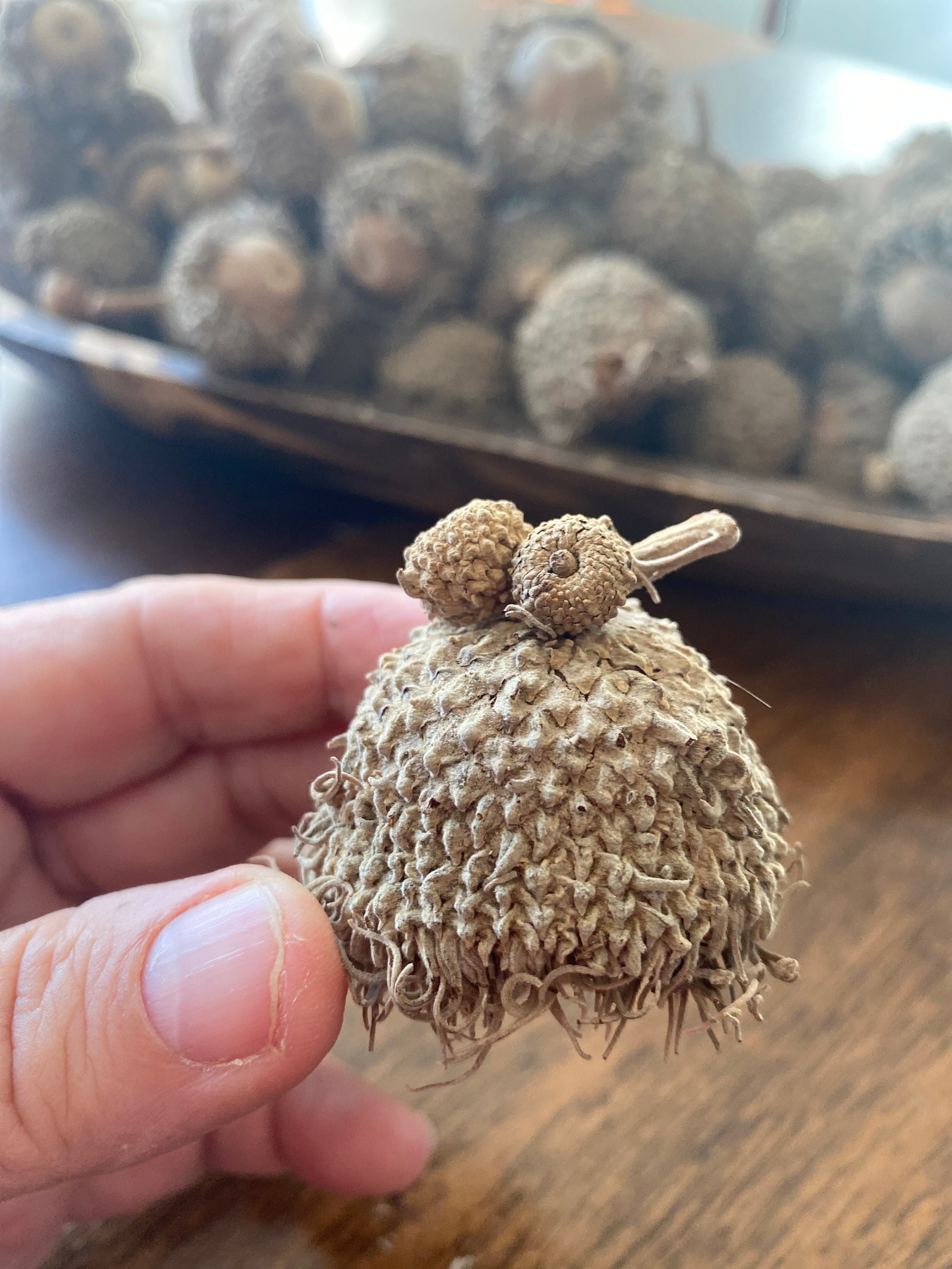 Burr Oak Acorns From Fall 2022. Please Indicate If You Would Like Them ...