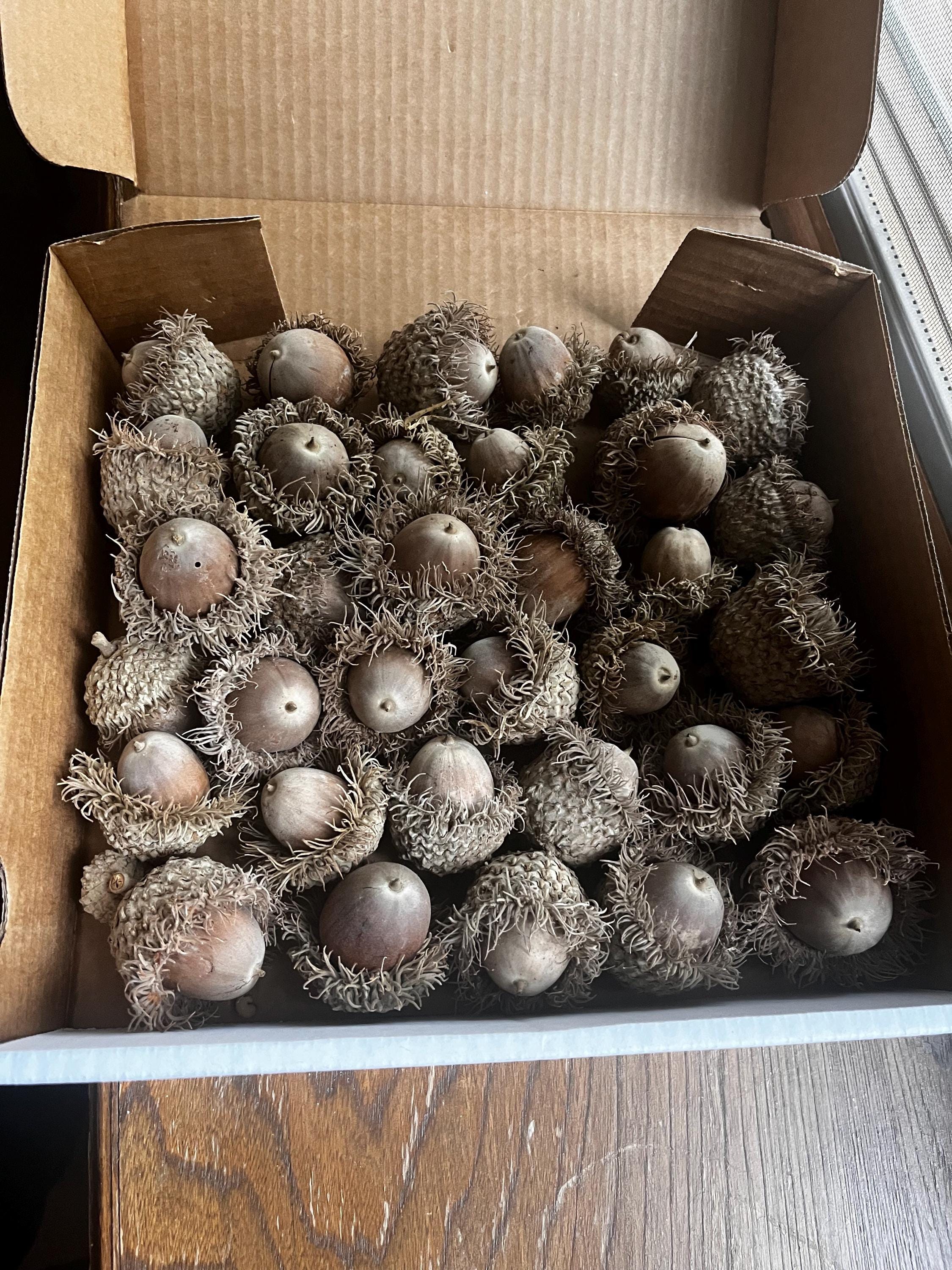 Burr Oak Acorns for Crafts and Designs. Burr Oak Acorns for Planting ...