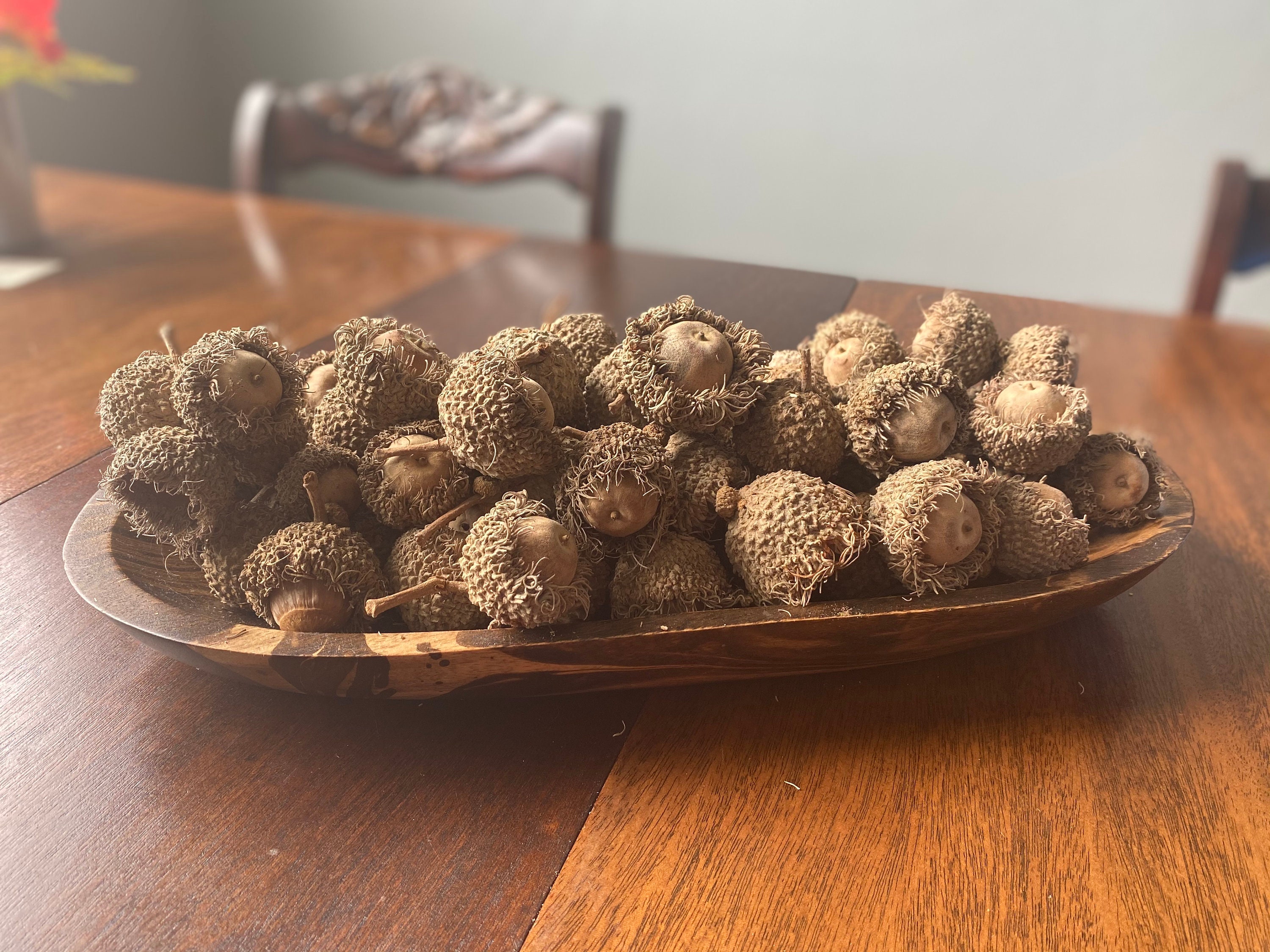 Burr Oak Acorns From Fall 2022. Please Indicate If You Would Like Them ...