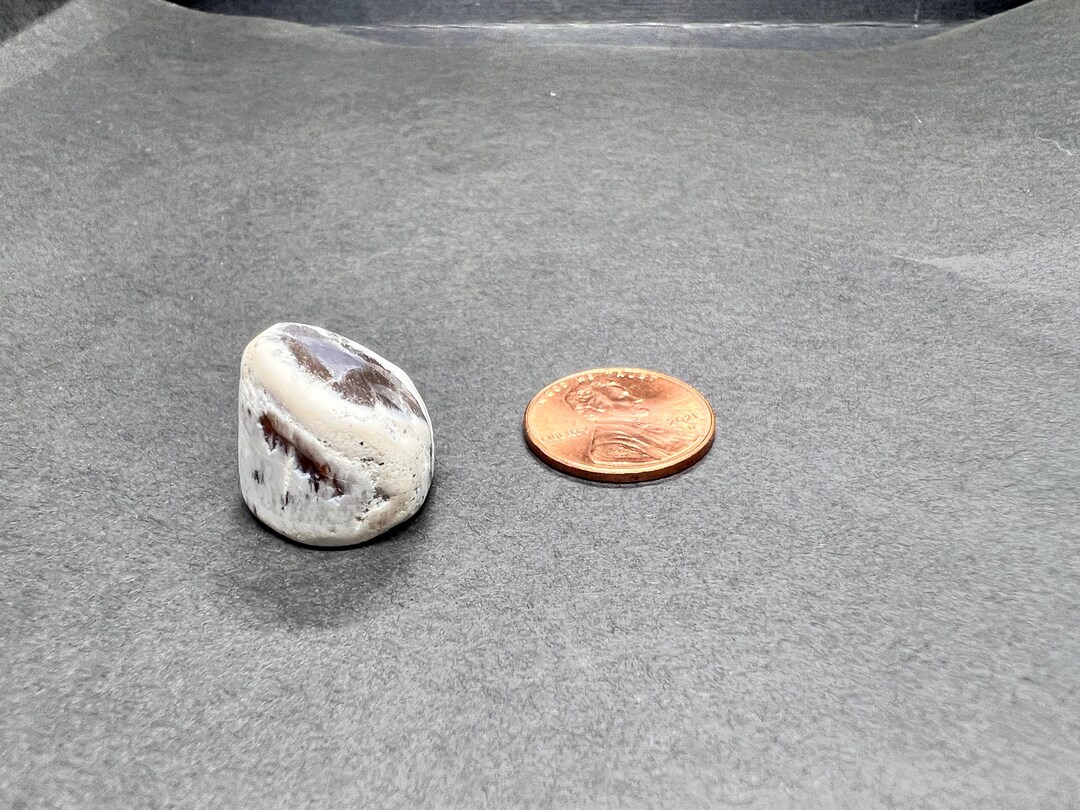 Limb Cast, Petrified Wood, Agatized, Central Oregon, Old Stock, 7.33g ...