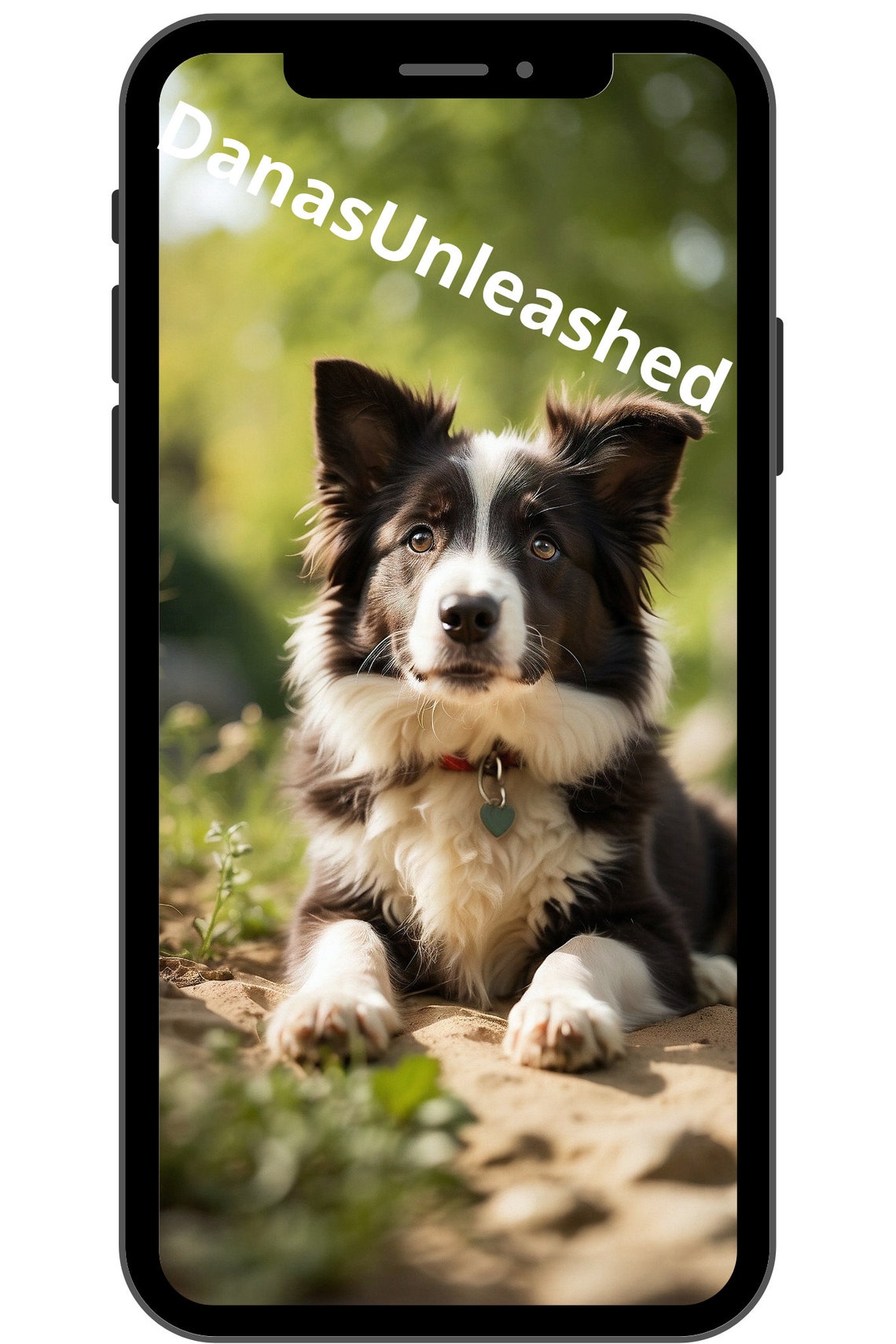 Border Collie Wallpaper Digital Download, Canine Art Download,instant ...