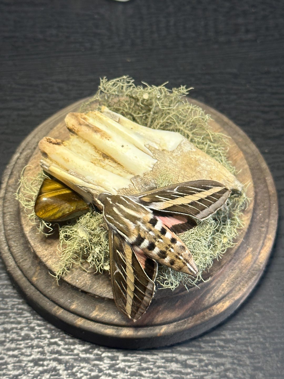 The Tooth Fairy Oddity Wall Hanging Cow Tooth and Moth Moss Plaque - Etsy