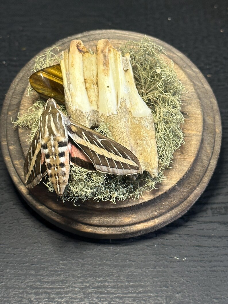 The Tooth Fairy Oddity Wall Hanging Cow Tooth and Moth Moss Plaque - Etsy