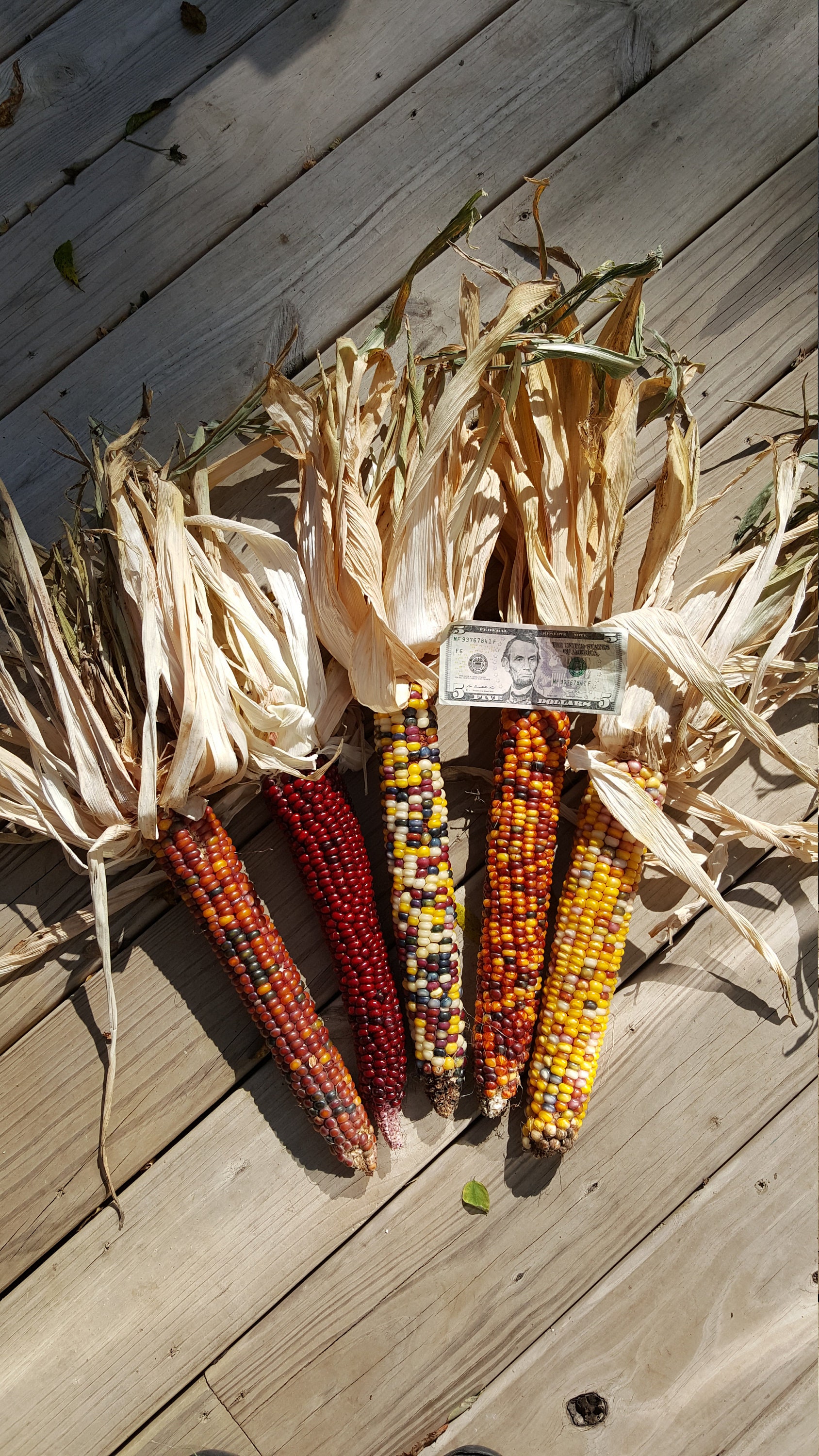 Rare Giant Indian Corn Seeds X50! Easy to Grow! Colorful Massive Ears ...