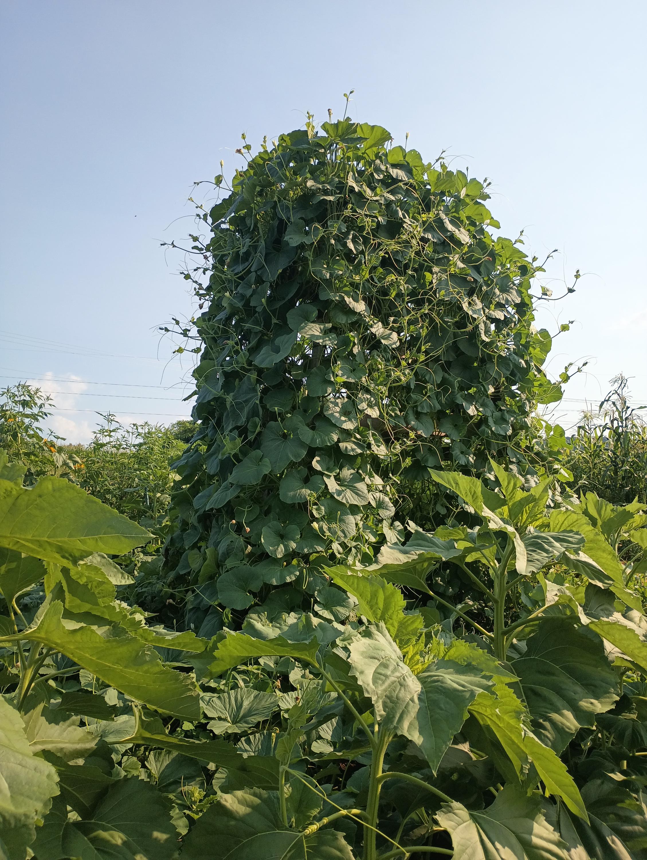 RARE! 5x Long Gourd Seeds From Gourds Over 10 Feet Long. Fun and Easy ...
