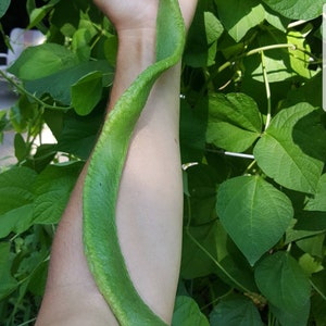 Rare! Giant Scarlet Runner Beans! Humming Bird Attracting Red Flowers ...