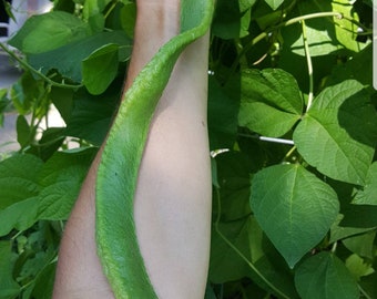 Rare Giant Scarlet Runner Beans Humming Bird Attracting Red - Etsy