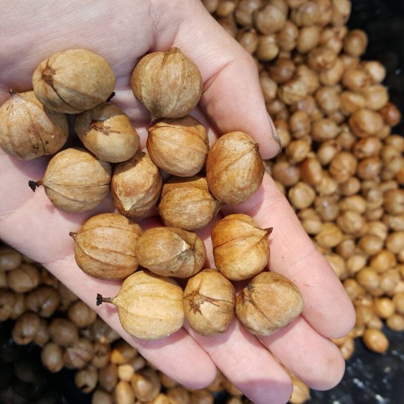Tree Seeds - Etsy