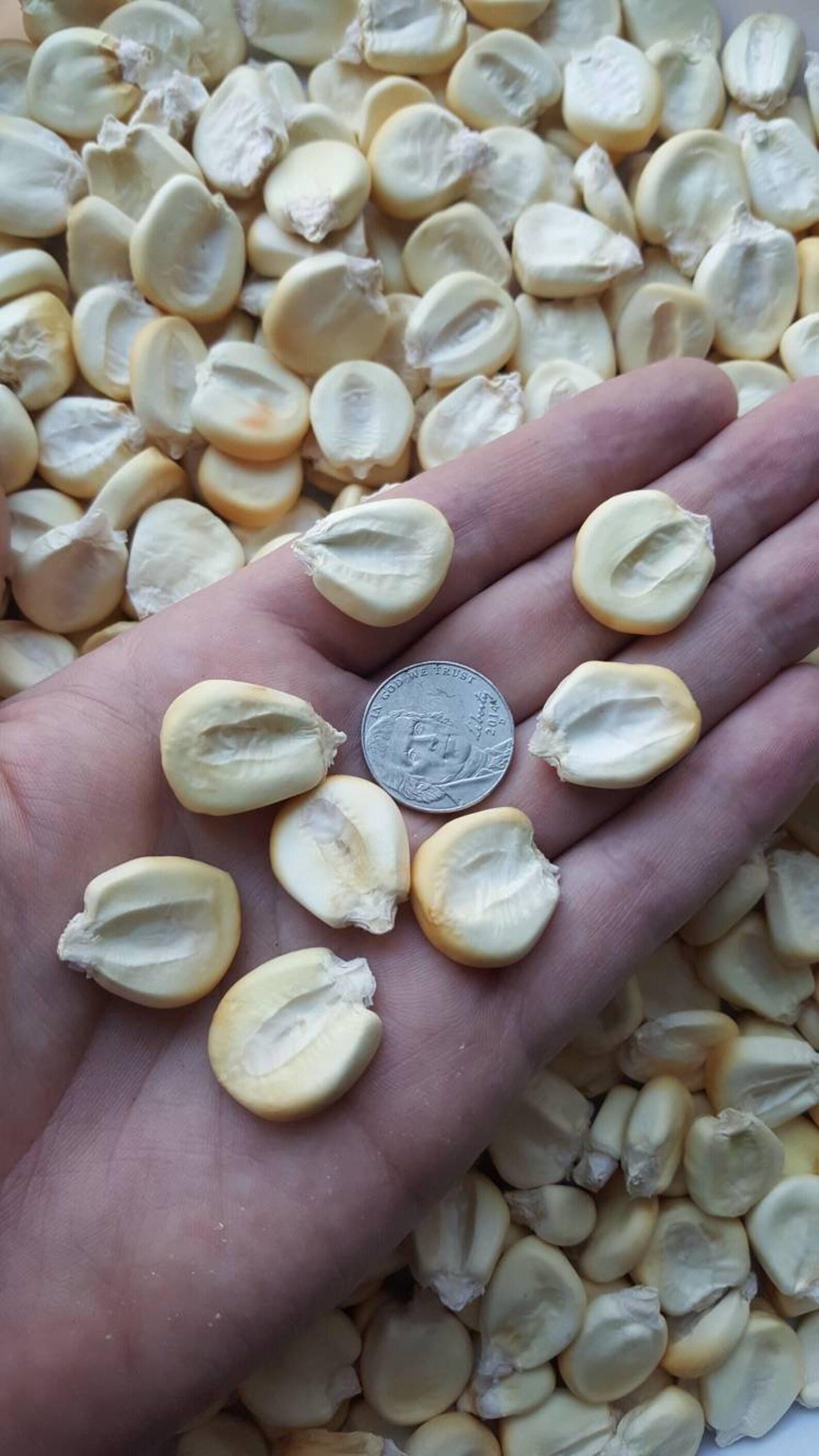 25 Giant Cuzco Corn Seeds! World's Largest Kernels! Direct From the ...